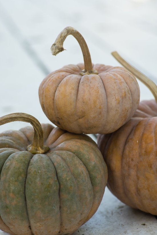 The Pie of St. Pompion’s Day - Four String Farm Four String Farm